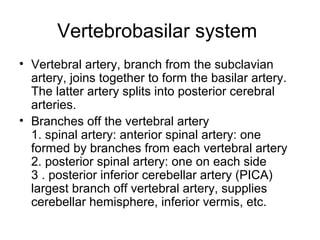 Blood supply of the brain | PPT