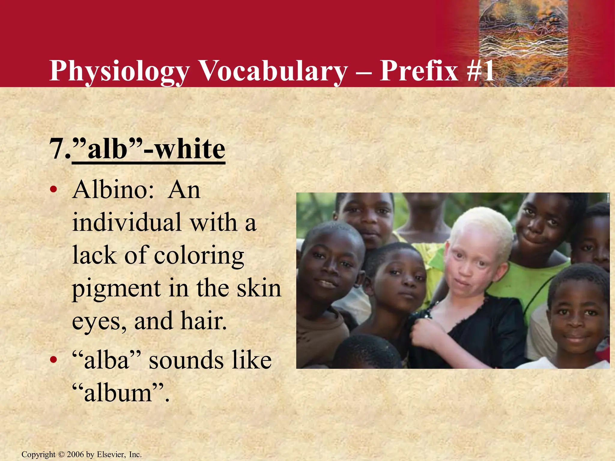 Anatomy and Physiology Vocabulary (PREFIXES) | PDF