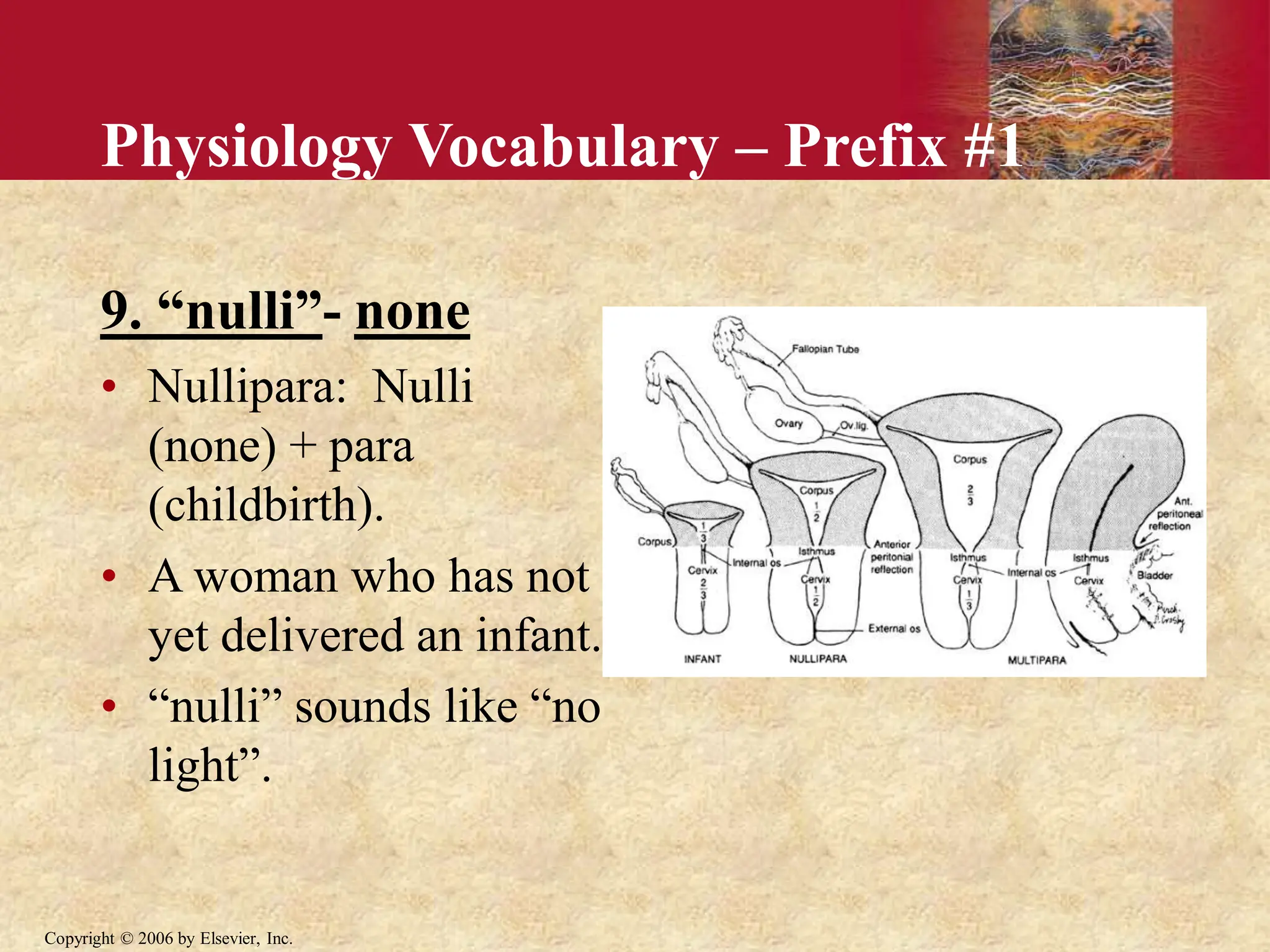 Anatomy and Physiology Vocabulary (PREFIXES) | PDF