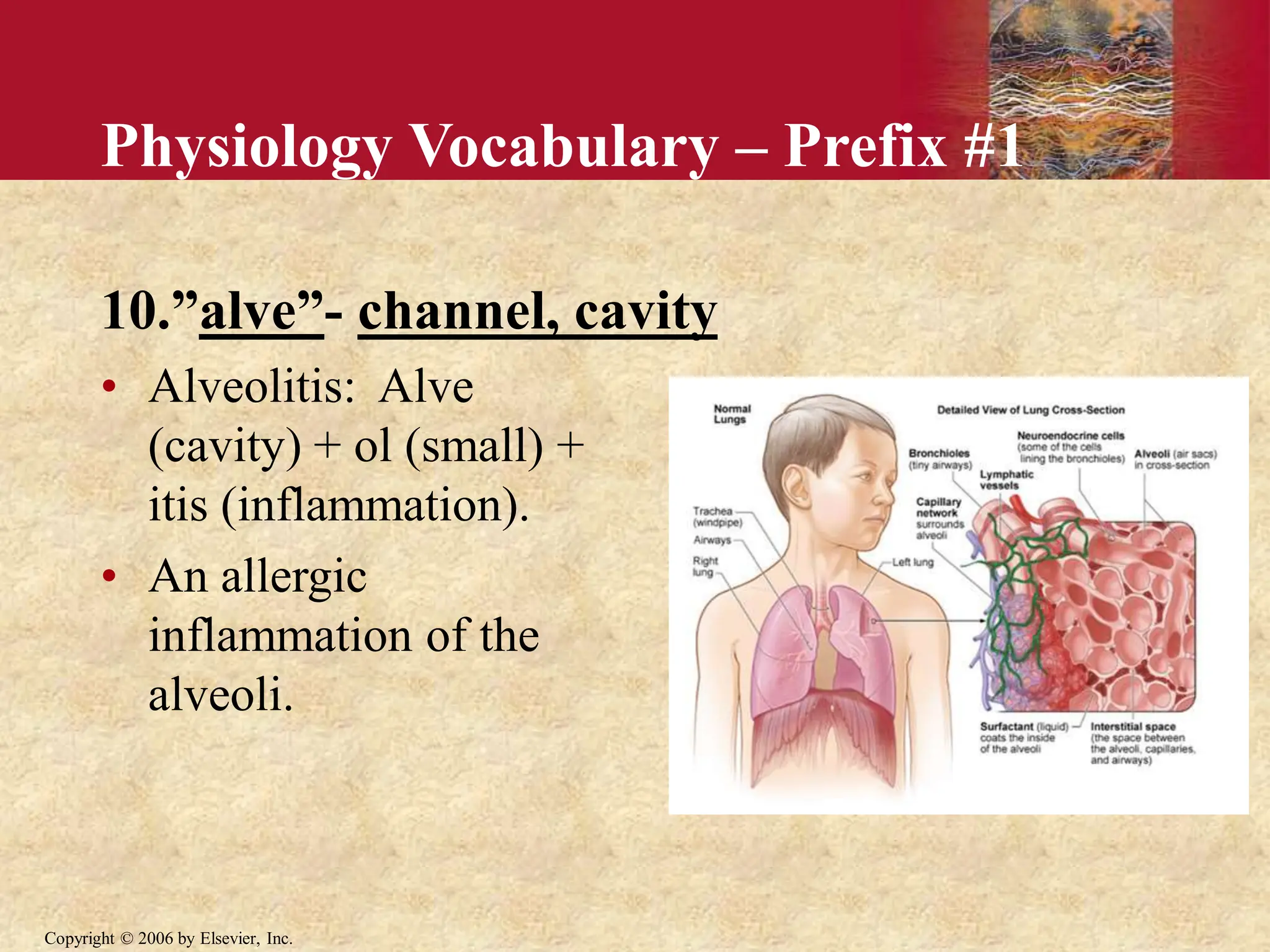 Anatomy and Physiology Vocabulary (PREFIXES) | PDF