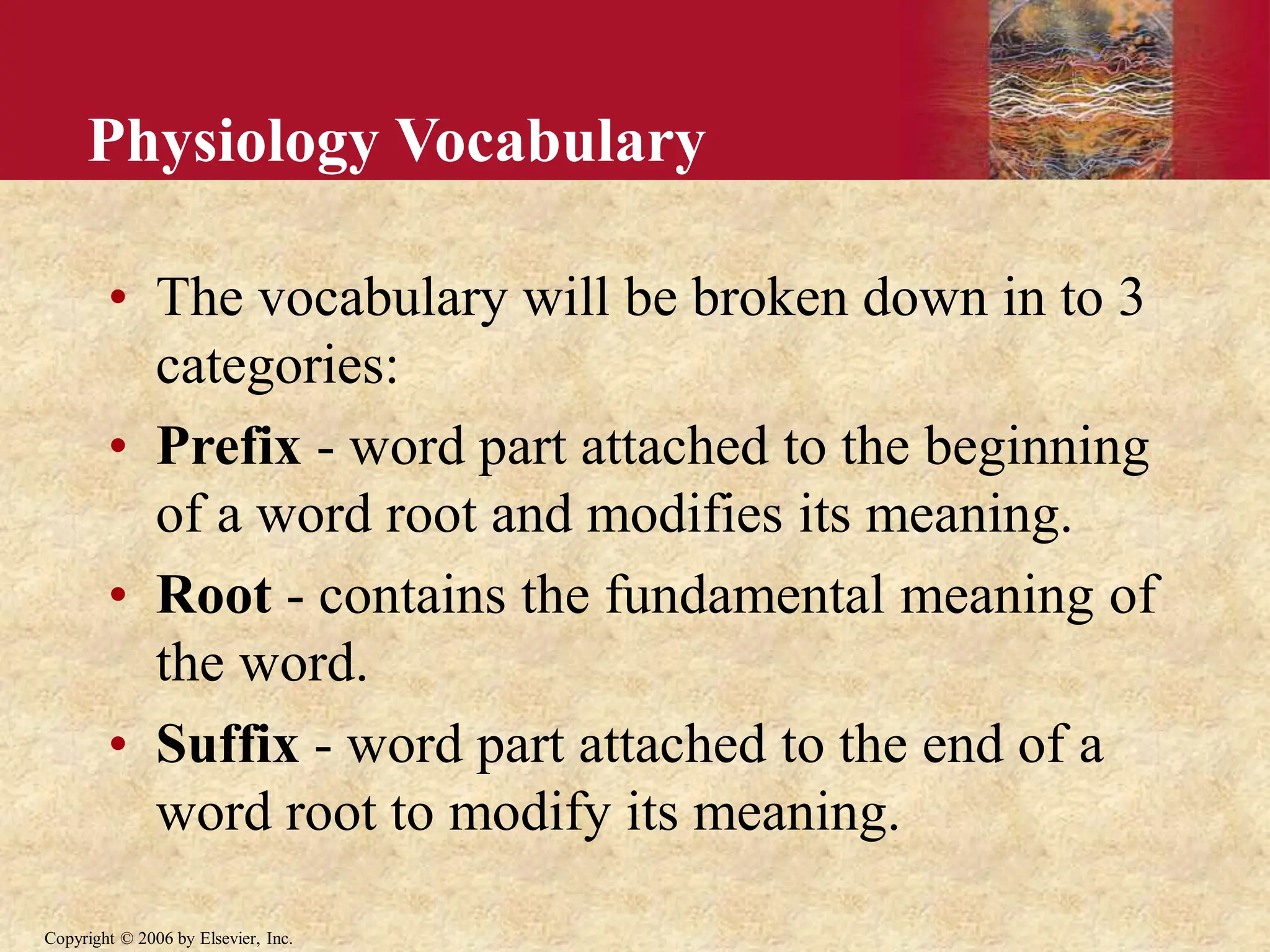 Anatomy and Physiology Vocabulary (PREFIXES) | PDF