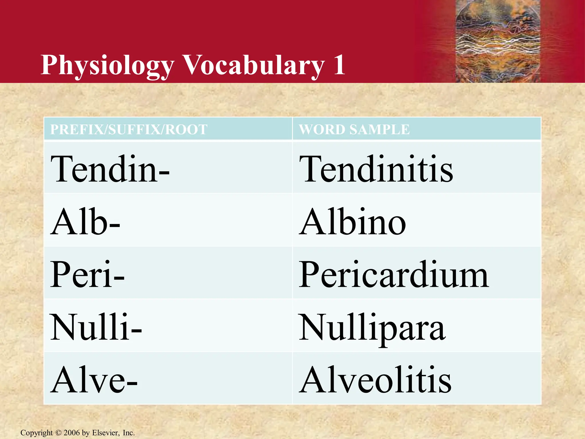 Anatomy and Physiology Vocabulary (PREFIXES) | PDF