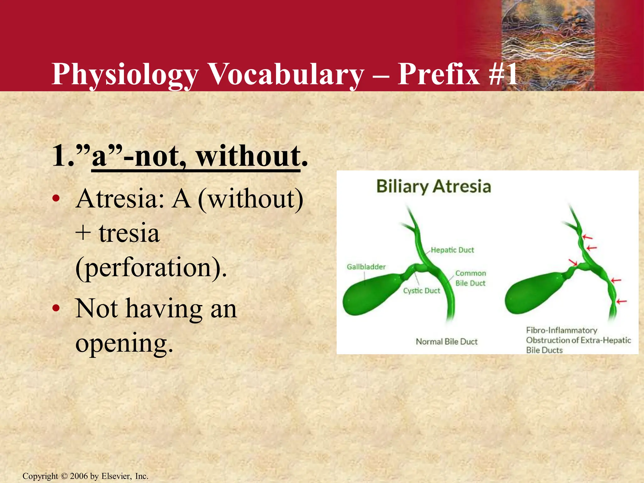 Anatomy and Physiology Vocabulary (PREFIXES) | PDF