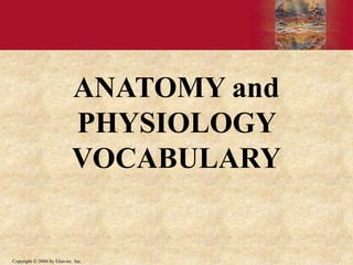 Anatomy and Physiology Vocabulary (PREFIXES) | PDF