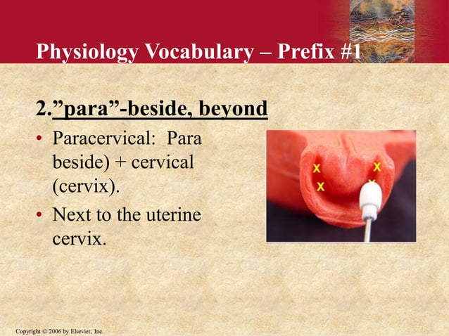 Anatomy and Physiology Vocabulary (PREFIXES) | PDF