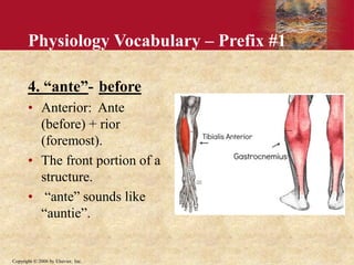 Anatomy and Physiology Vocabulary (PREFIXES) | PDF