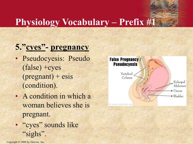 Anatomy and Physiology Vocabulary (PREFIXES) | PDF