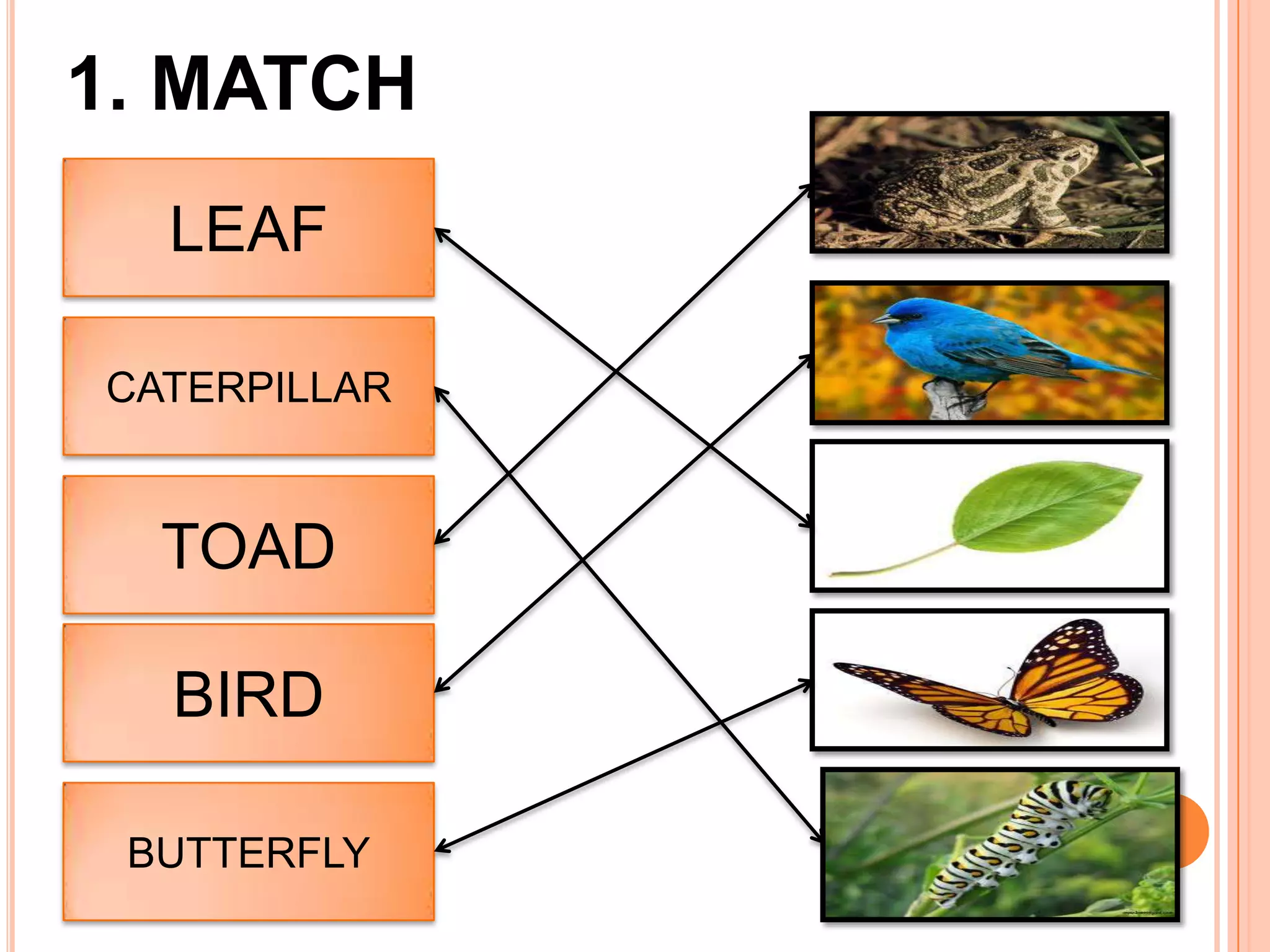 Vocab activity for caterpillar poem | PPTX