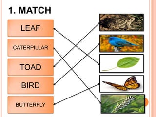 Vocab activity for caterpillar poem | PPTX