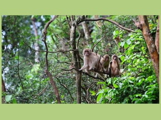 Vocabulario de la naturaleza | PPTX