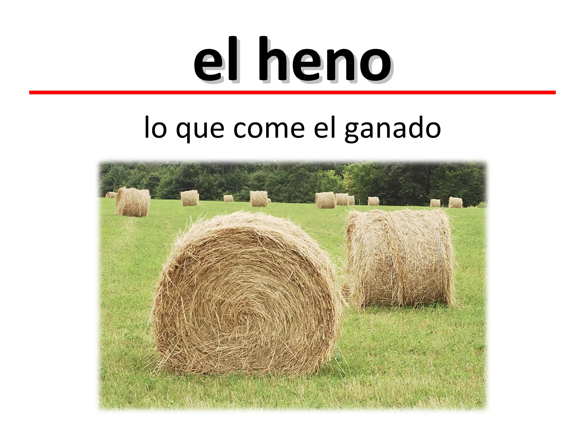 Un Oso y Un Amor - Vocab for flashcards | PPT