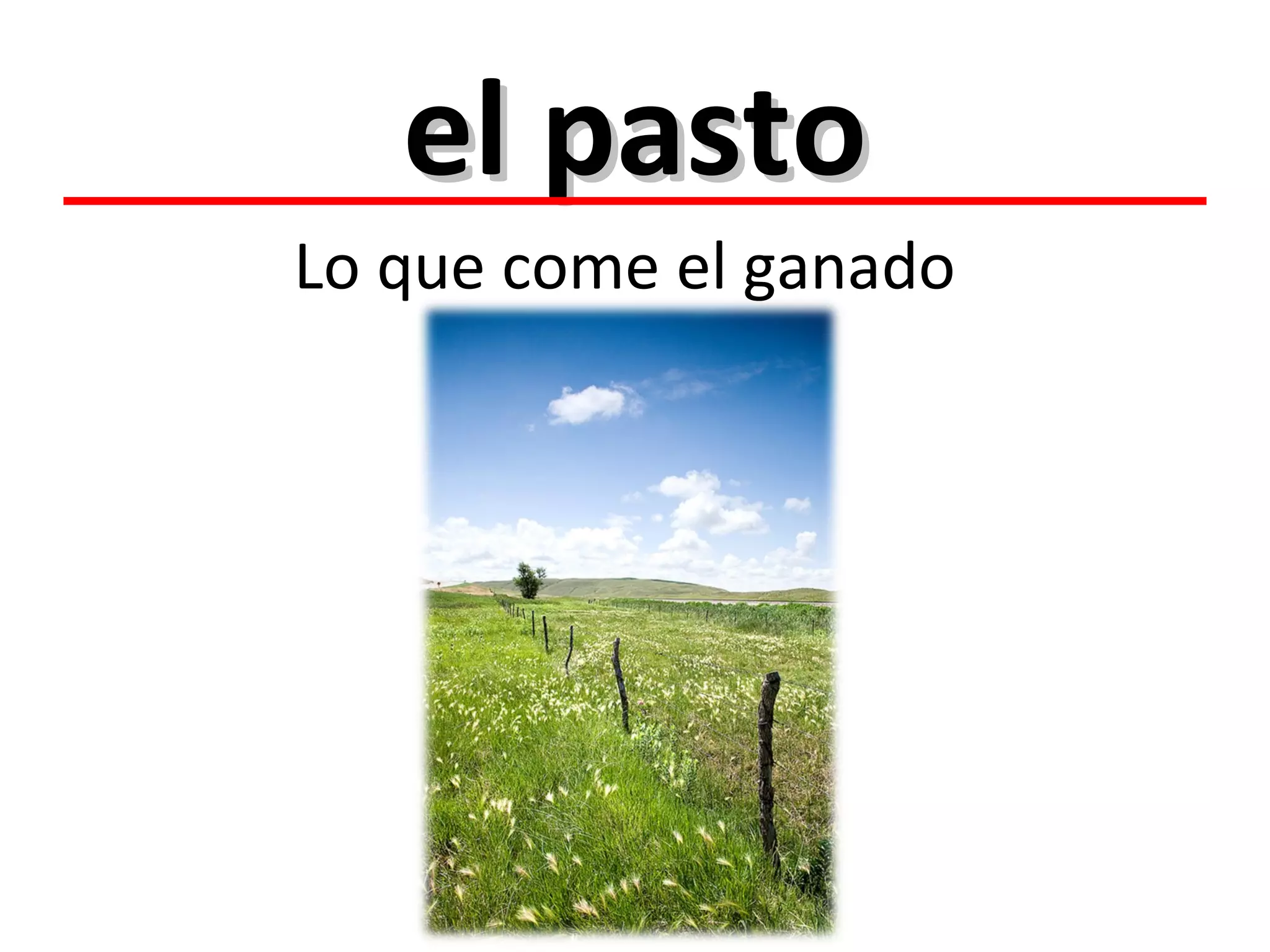 Un Oso y Un Amor - Vocab for flashcards | PPT