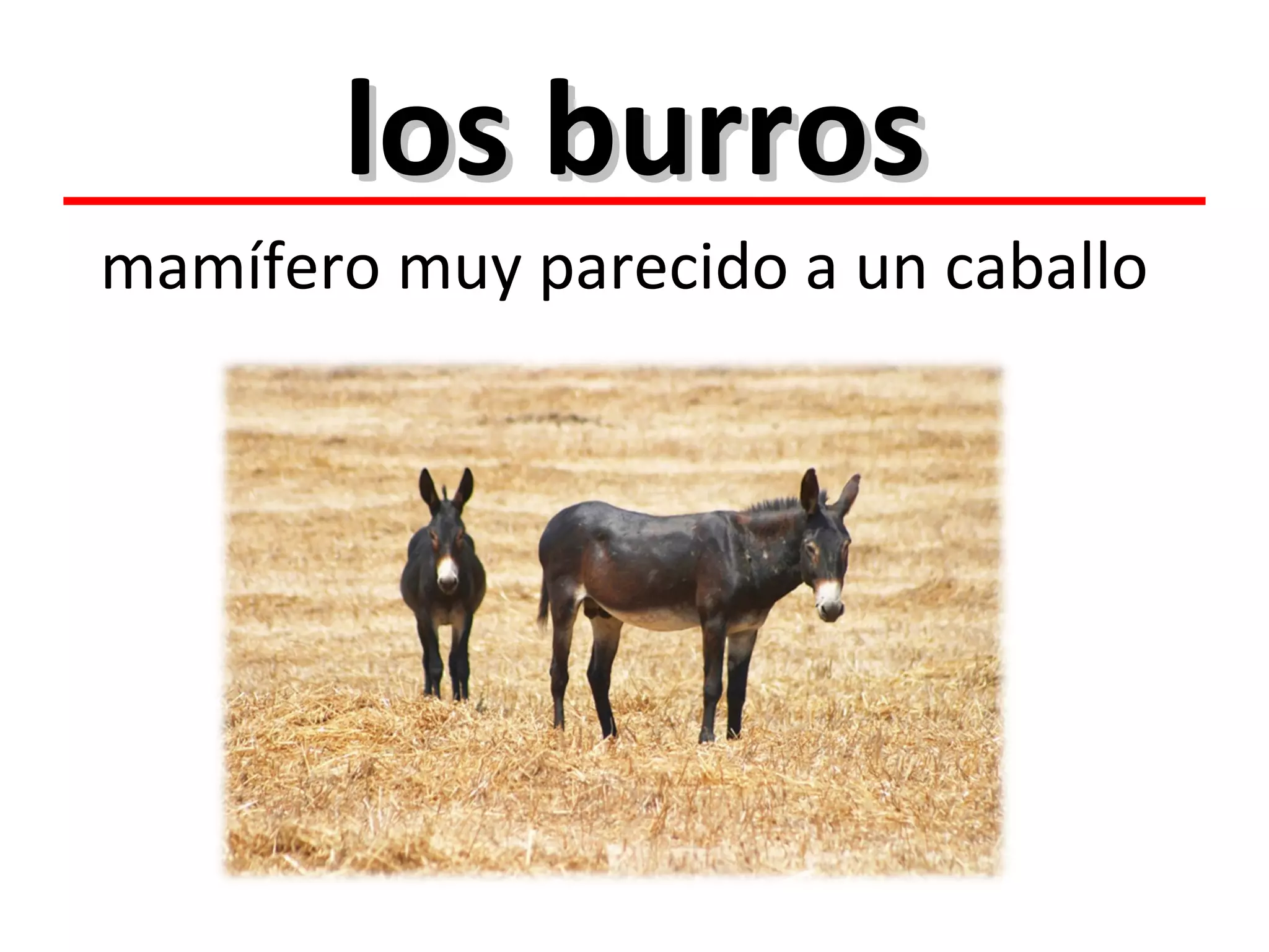 Un Oso y Un Amor - Vocab for flashcards | PPT