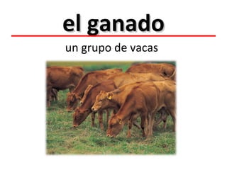 Un Oso y Un Amor - Vocab for flashcards | PPT