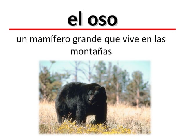 Un Oso y Un Amor - Vocab for flashcards | PPT
