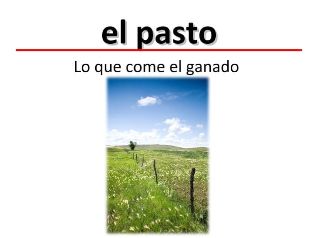 Un Oso y Un Amor - Vocab for flashcards | PPT