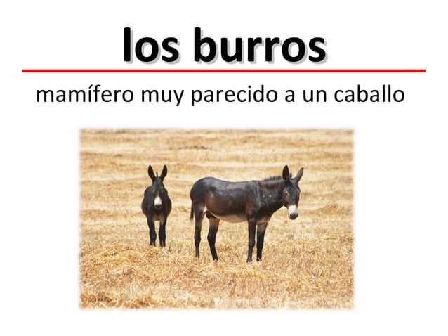 Un Oso y Un Amor - Vocab for flashcards | PPT