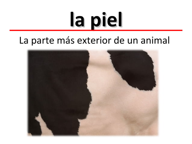 Un Oso y Un Amor - Vocab for flashcards