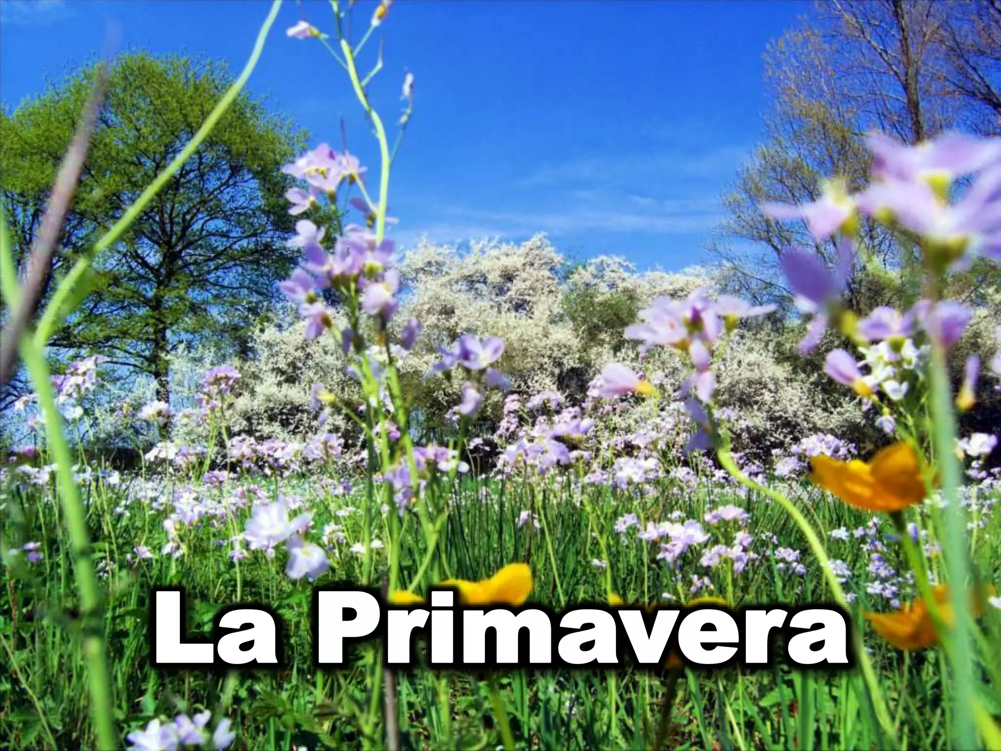 Vocabulario - El clima - las estaciones | PPTX