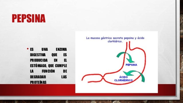 Vocabulario sistema-digestivo-jorge