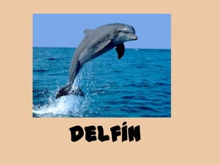 Vocabulario animales marinos | PPTX