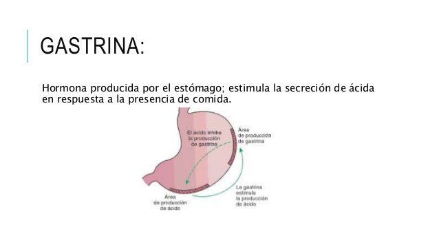 Vocabulario aparato digestivo