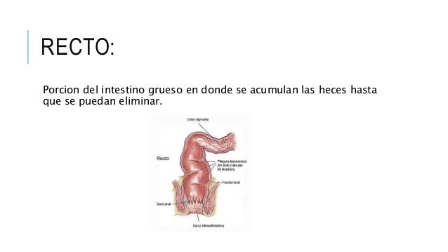 Vocabulario aparato digestivo