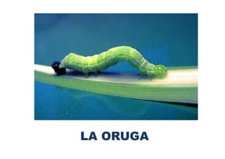 Vocabulario de la primavera | PDF