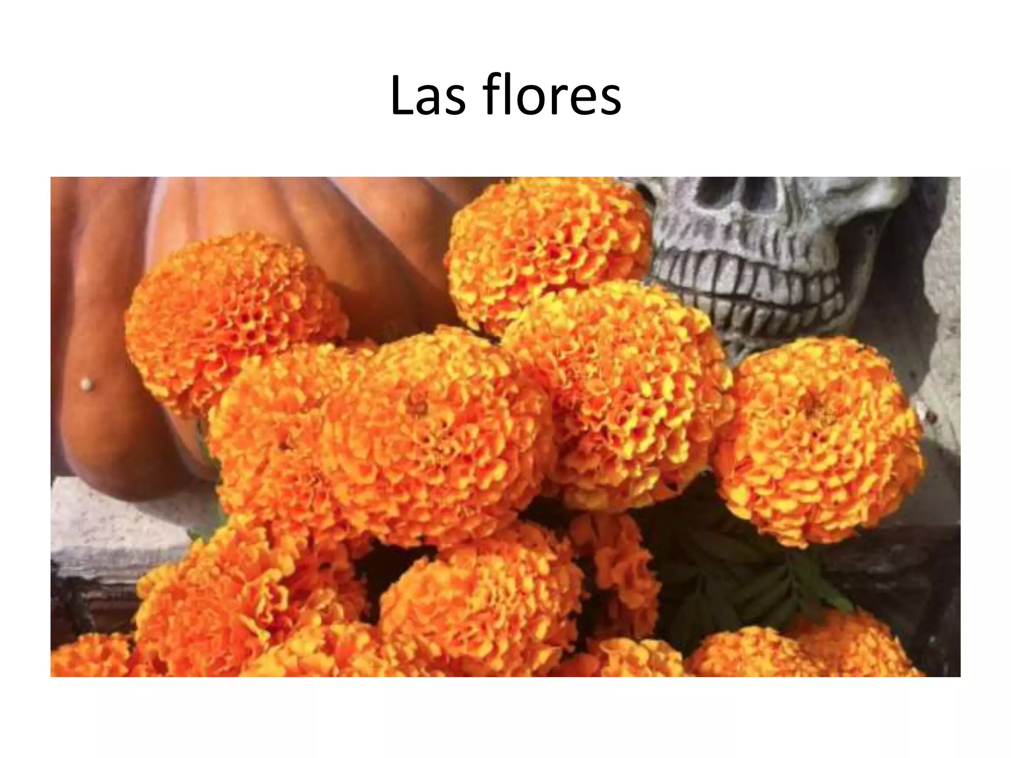 Vocabulario del día de los muertos | PPT