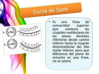 Vocabulario de oclusión | PPTX