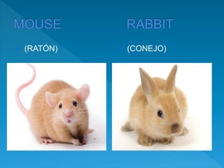 Vocabulario ingles unidad 3 | PPTX