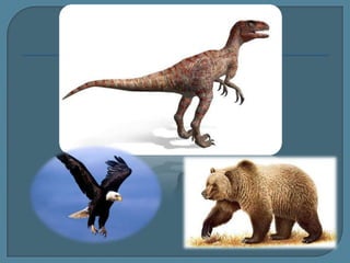 Animal body parts | PPT