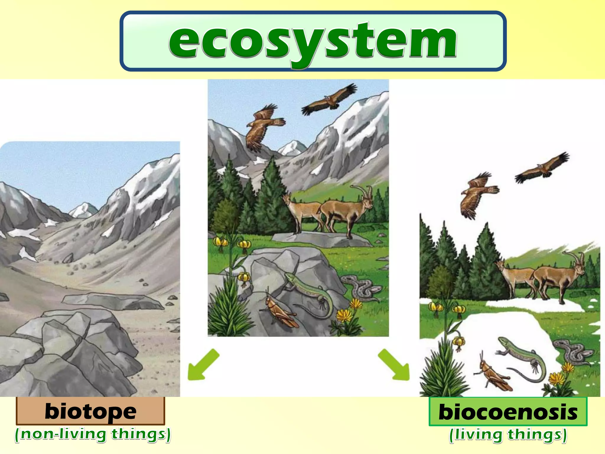 Vocabulary ecosystems | PPT