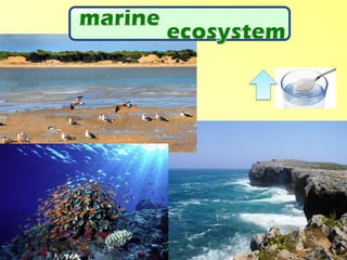 Vocabulary ecosystems | PPT