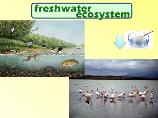 Vocabulary ecosystems | PPT