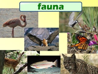 Vocabulary ecosystems | PPT