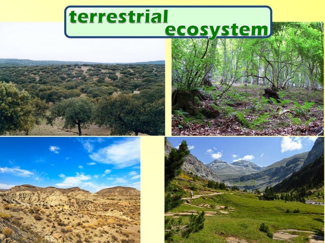 Vocabulary ecosystems | PPT