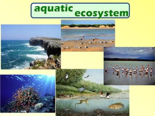 Vocabulary ecosystems | PPT