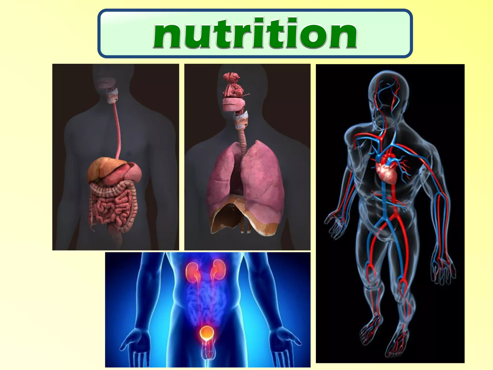 Vocabulary - Nutrition I (digestion & respiration) | PPT