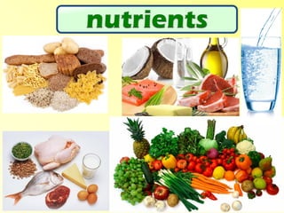 Vocabulary - Nutrition I (digestion & respiration) | PDF