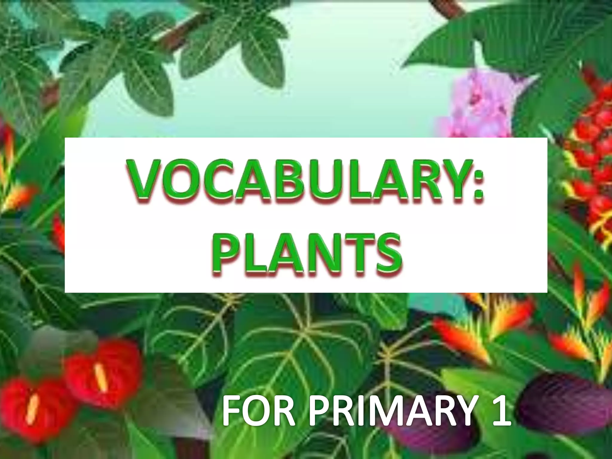 Vocabulary- Plants for Primary 1 | PPT