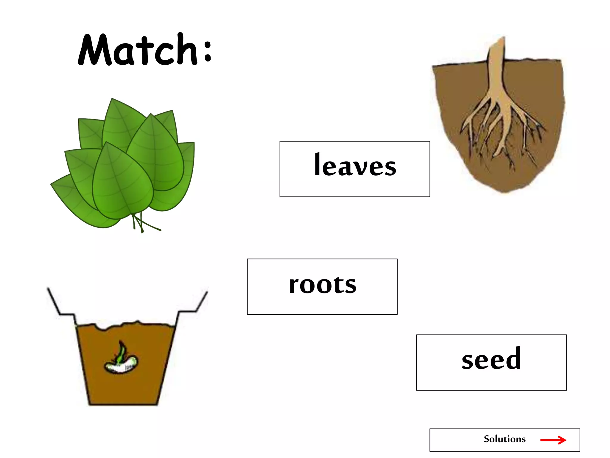 Vocabulary- Plants for Primary 1 | PPT