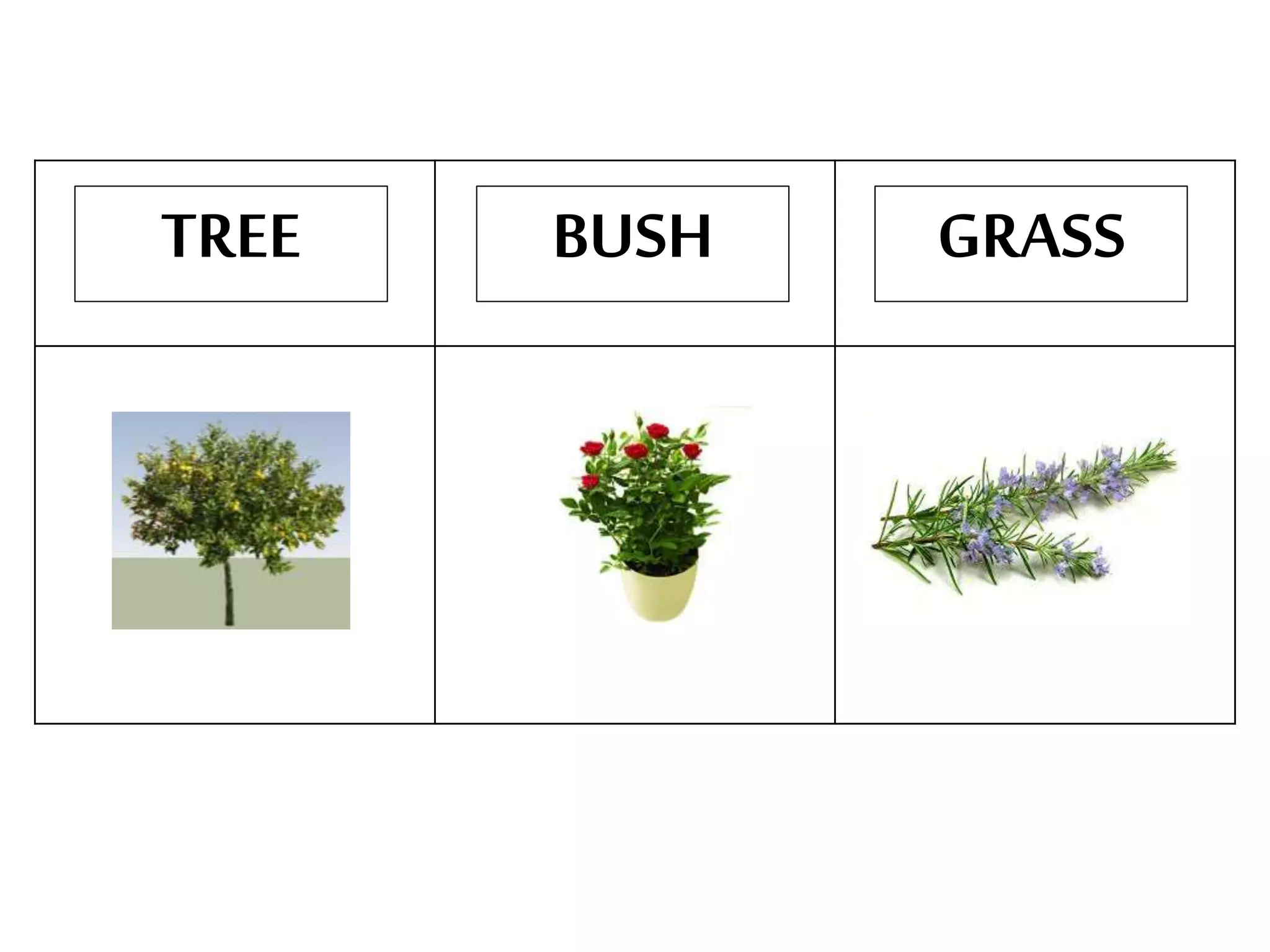 Vocabulary- Plants for Primary 1 | PPT