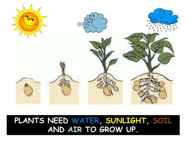 Vocabulary- Plants for Primary 1 | PPTX