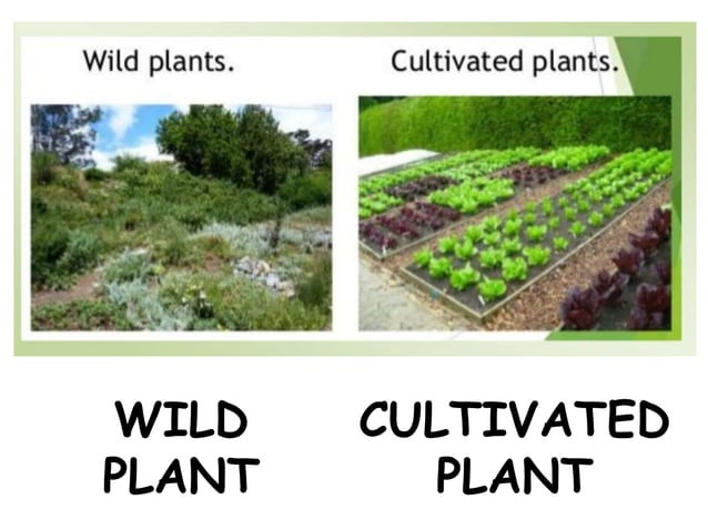 Vocabulary- Plants for Primary 1 | PPTX