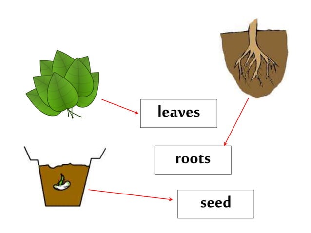 Vocabulary- Plants for Primary 1 | PPTX