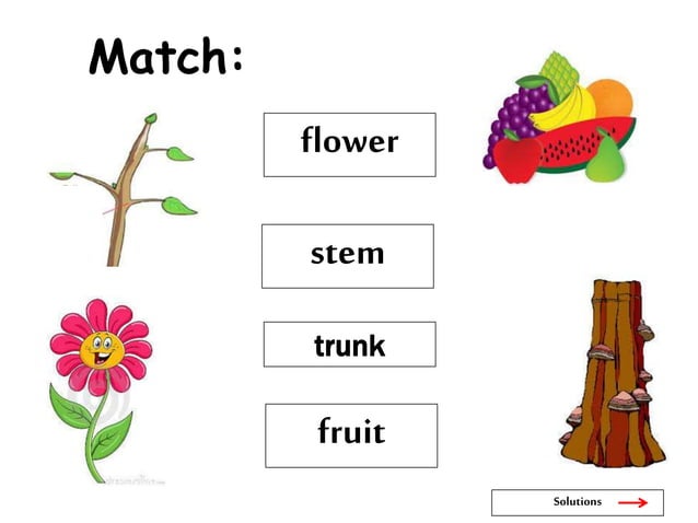 Vocabulary- Plants for Primary 1 | PPTX
