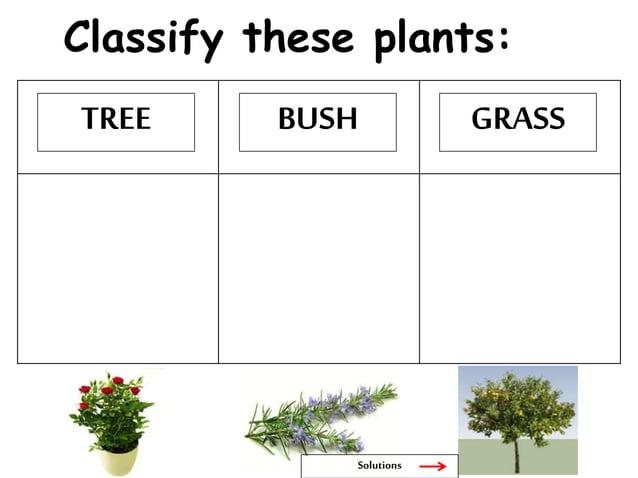 Vocabulary- Plants for Primary 1 | PPT