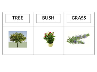 Vocabulary- Plants for Primary 1 | PPTX