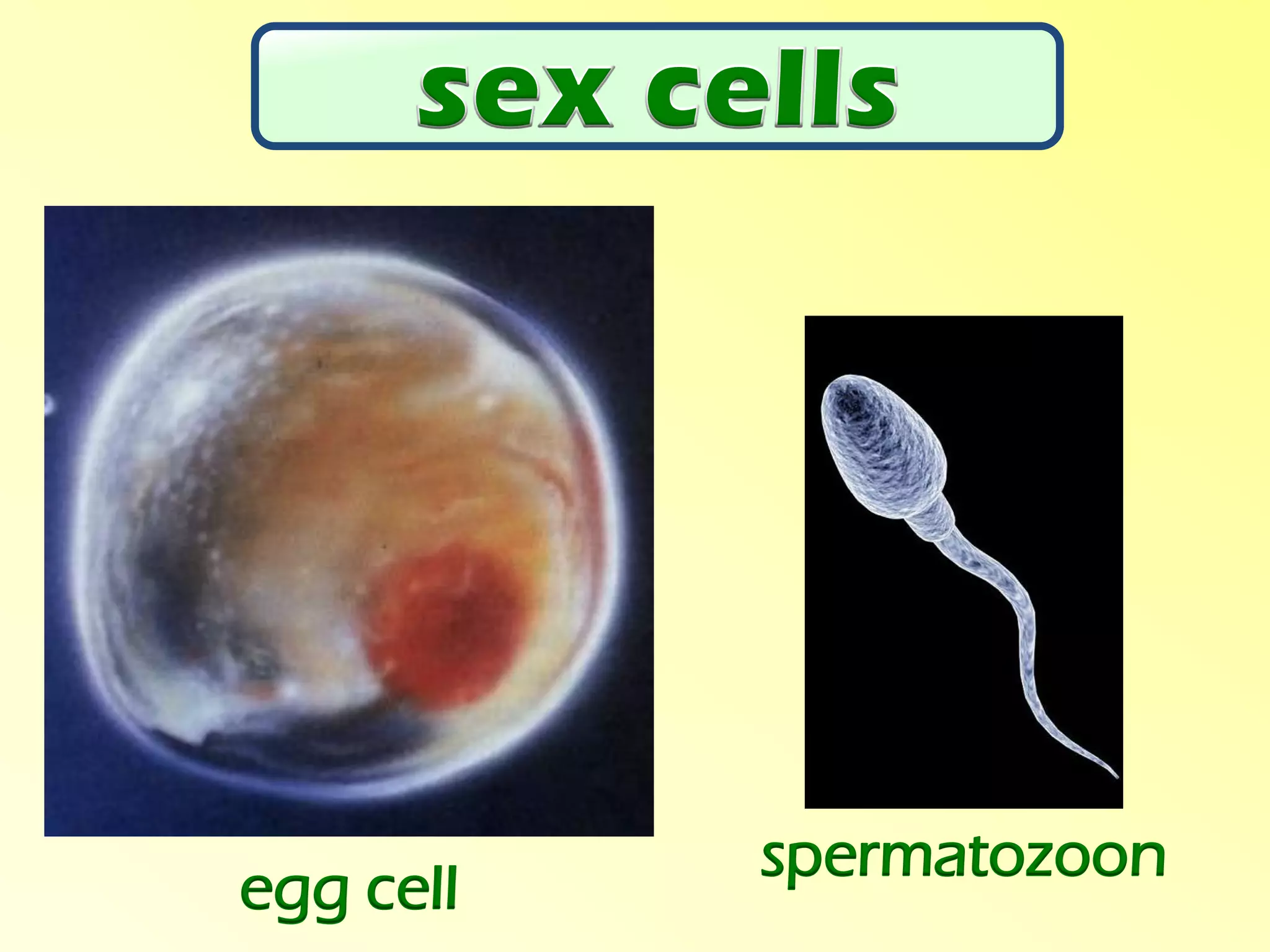 Vocabulary - Reproduction | PPT